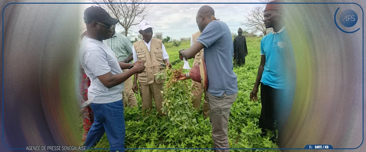 Kaolack “en passe de devenir un véritable bassin agricole” (préfet) - APS